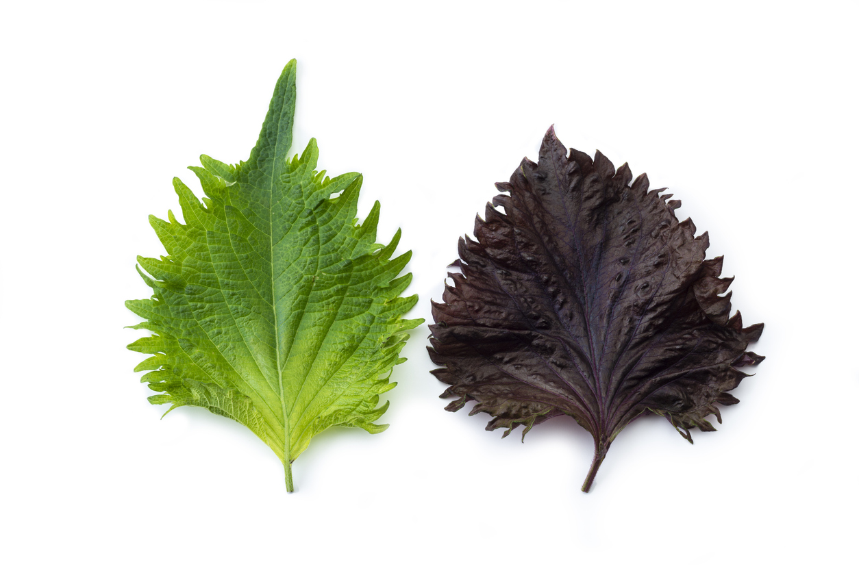 An Introduction to Japanese Herbs - Savvy Tokyo