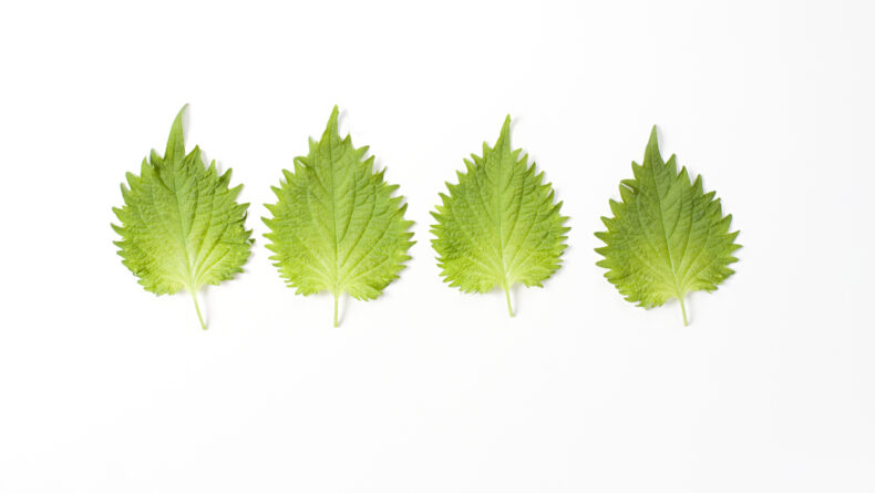 Japanese Curry: An Introduction & Different Ways To Enjoy It - Savvy Tokyo